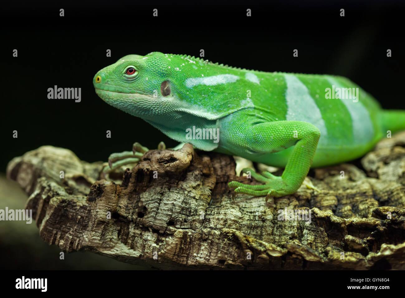 Fijian wildlife hi-res stock photography and images - Alamy