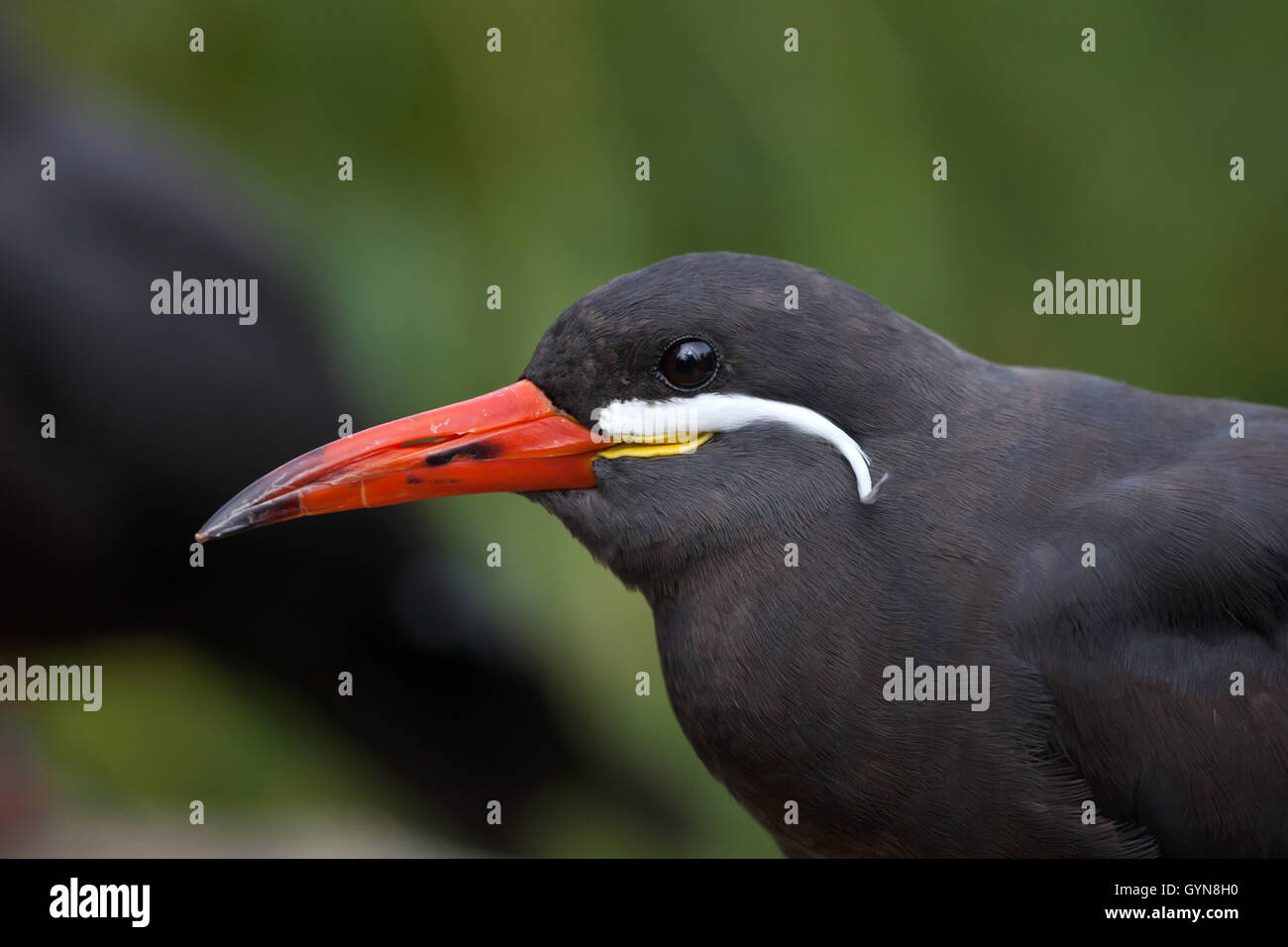 Inca tern (Larosterna inca). Wildlife animal Stock Photo - Alamy