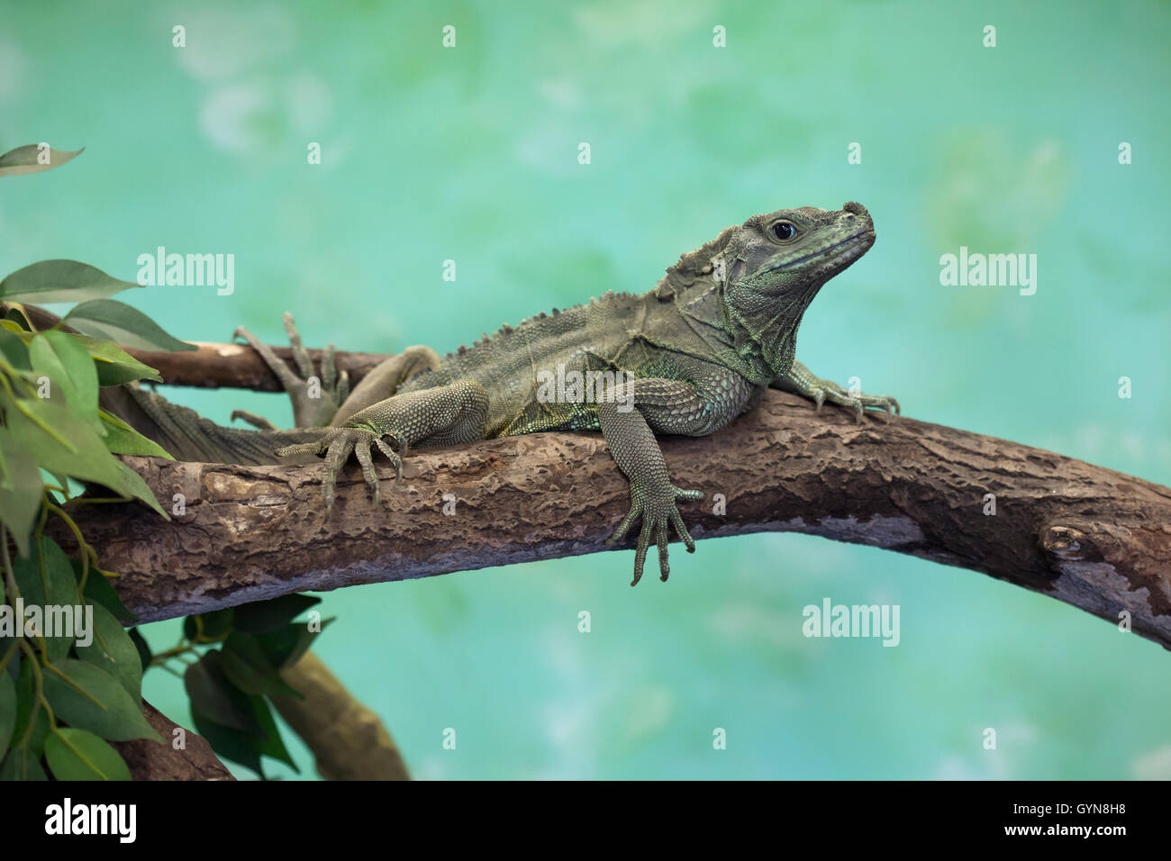 Weber's sailfin lizard (Hydrosaurus weberi) at Augsburg Zoo in Bavaria ...