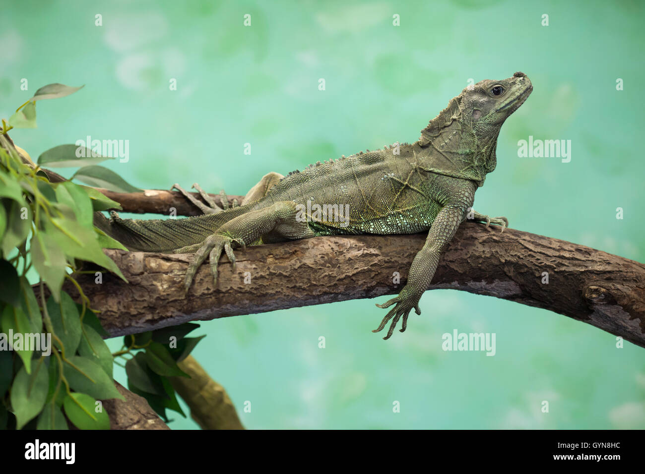 Weber's sailfin lizard (Hydrosaurus weberi) at Augsburg Zoo in Bavaria ...