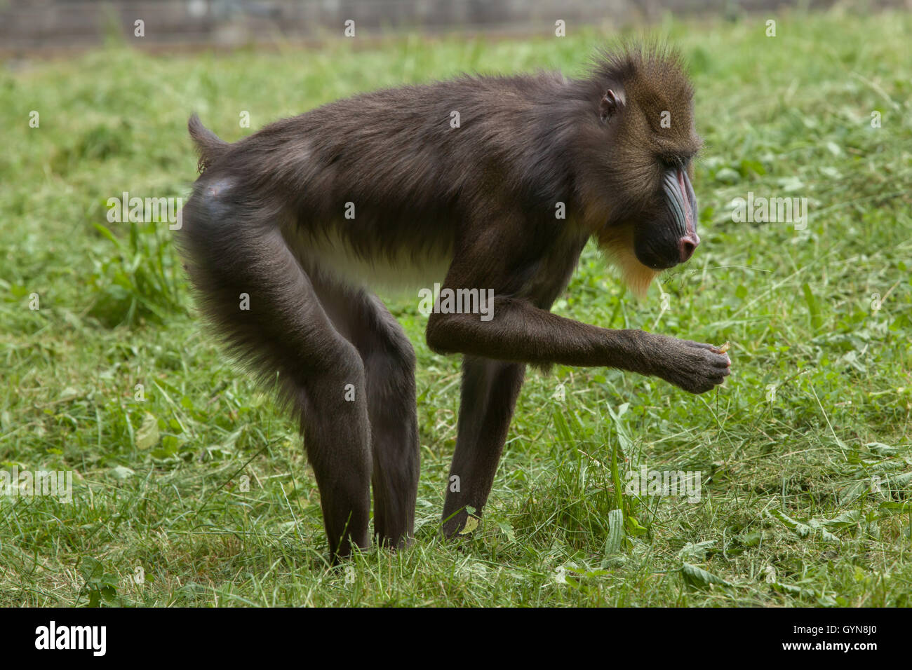 Mandrill (Mandrillus sphinx). Wildlife animal Stock Photo - Alamy