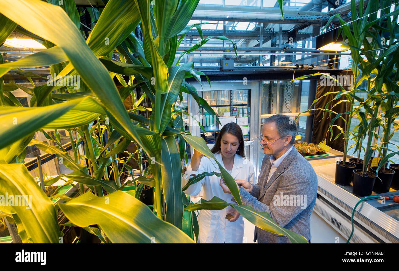 Institute of plant sciences of the university hi-res stock photography ...