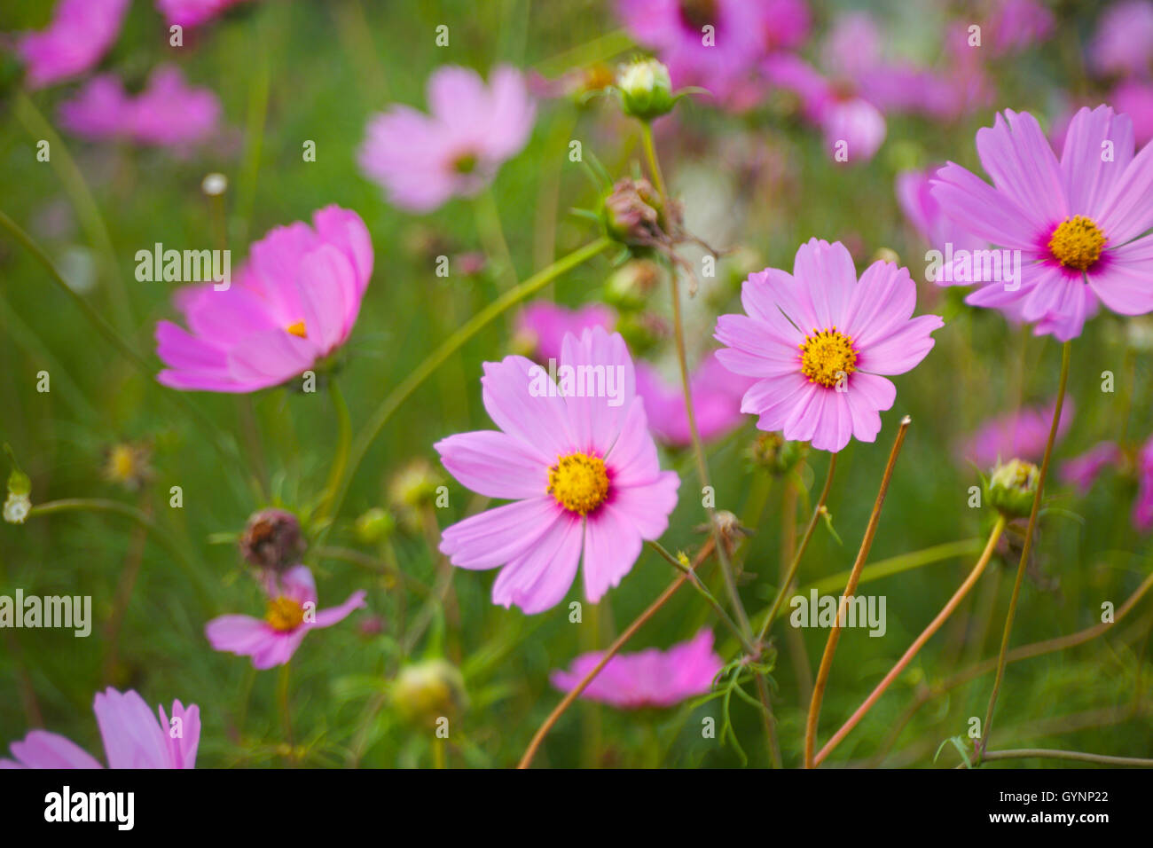 Pink Coneflowers in Garden Stock Photo - Alamy