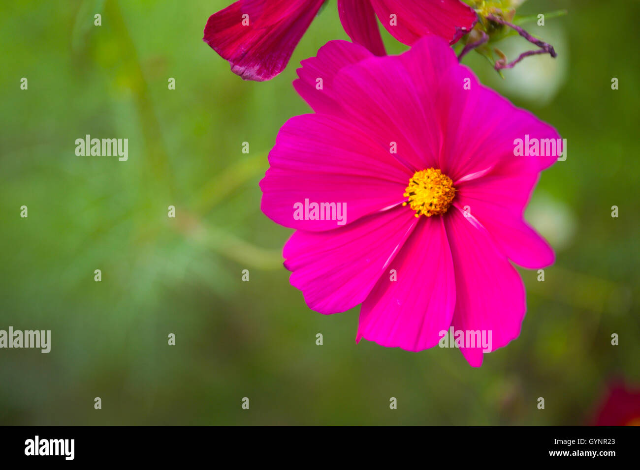 Pink Cosmos in the Garden Stock Photo - Alamy