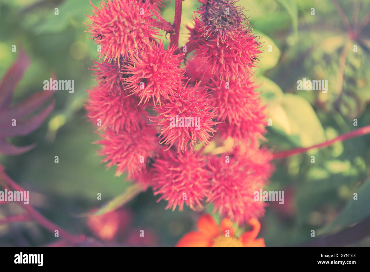 Red wildflowers hi-res stock photography and images - Alamy