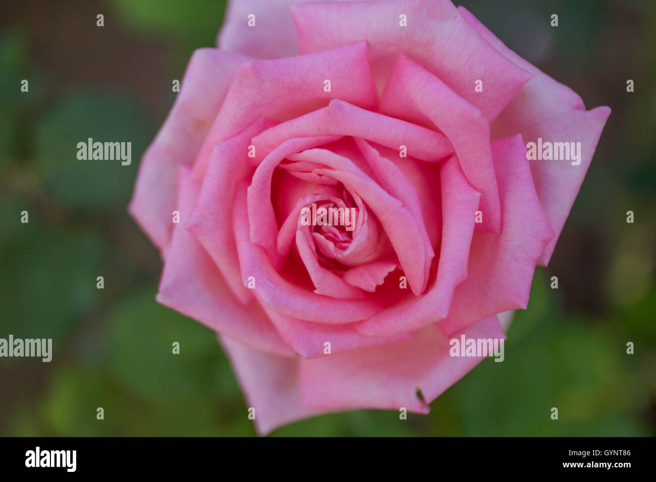 Pink Rose in Garden Stock Photo - Alamy