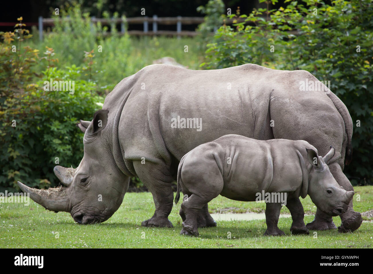 Southern white rhinoceros (Ceratotherium simum simum). Female rhino ...