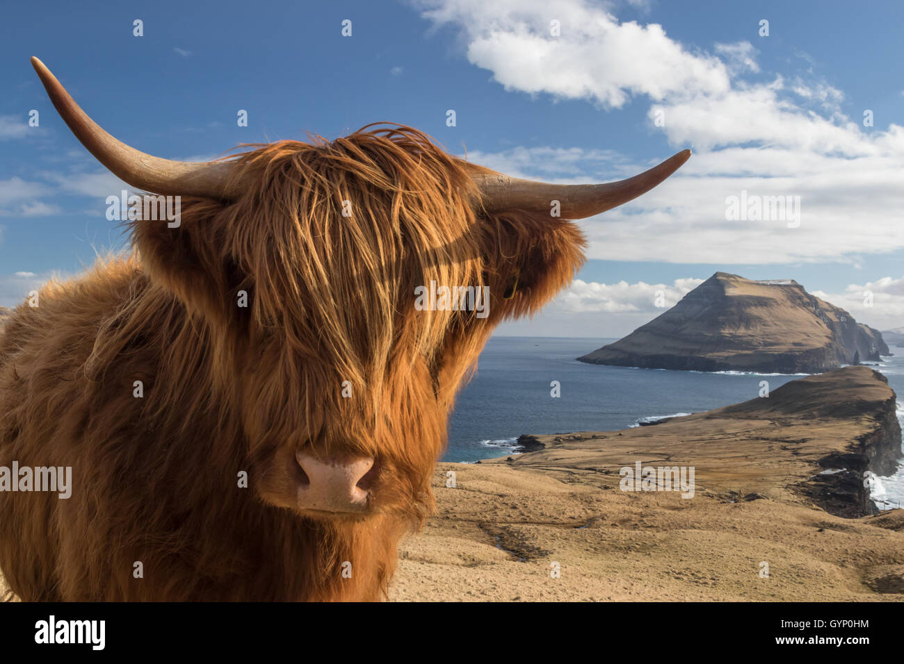 Highland cow in Koltur island. Faroe islands Stock Photo - Alamy