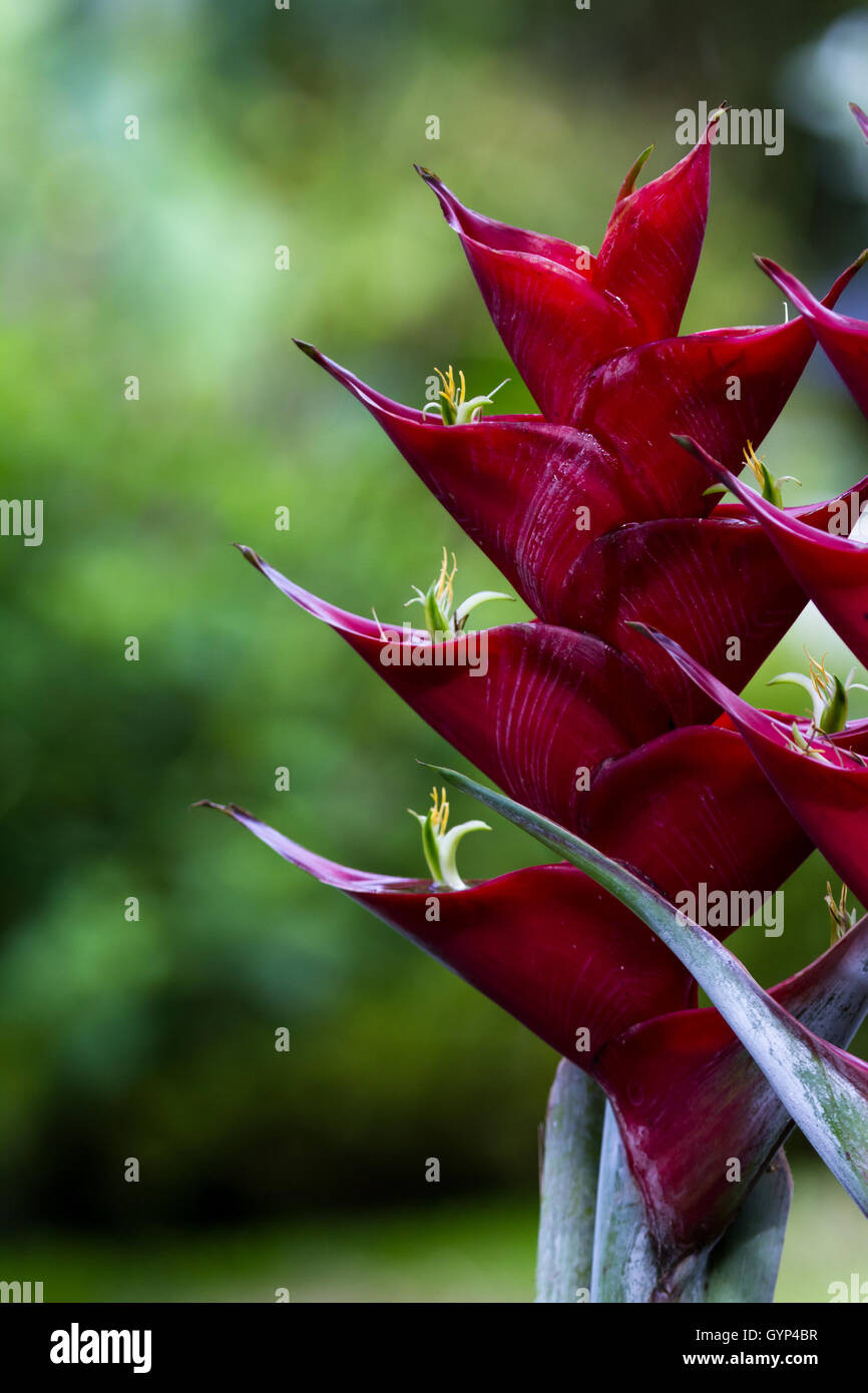 close up of a beautiful vivid parrot flower in the rain forest of San ...