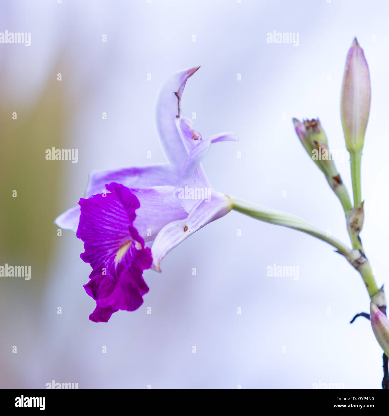 close up of a beautiful purple orchid in the Costa Rican rain forest ...