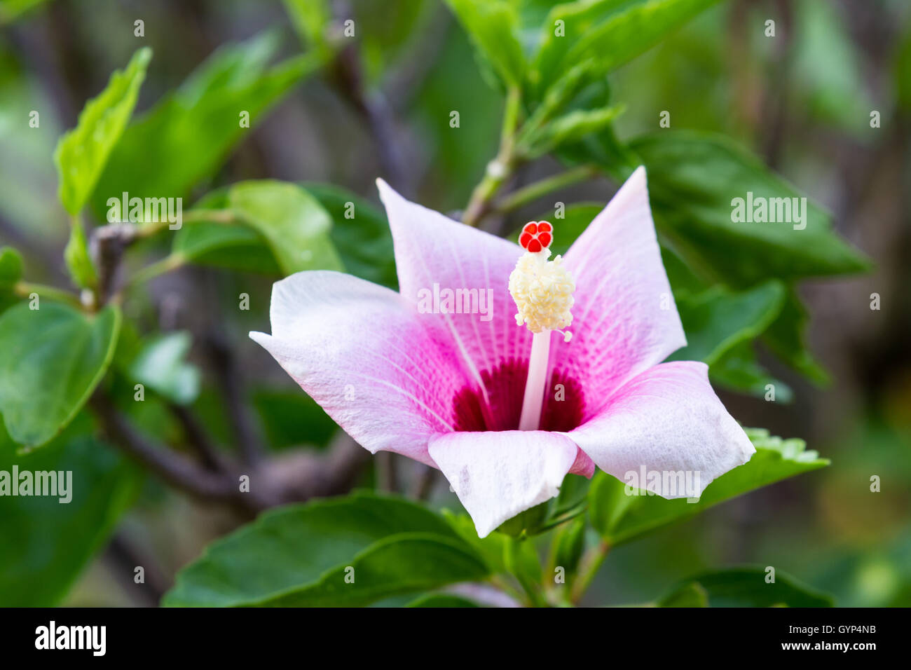 close up of a beautiful wild hibiscus in the rain forest of Costa Rica ...