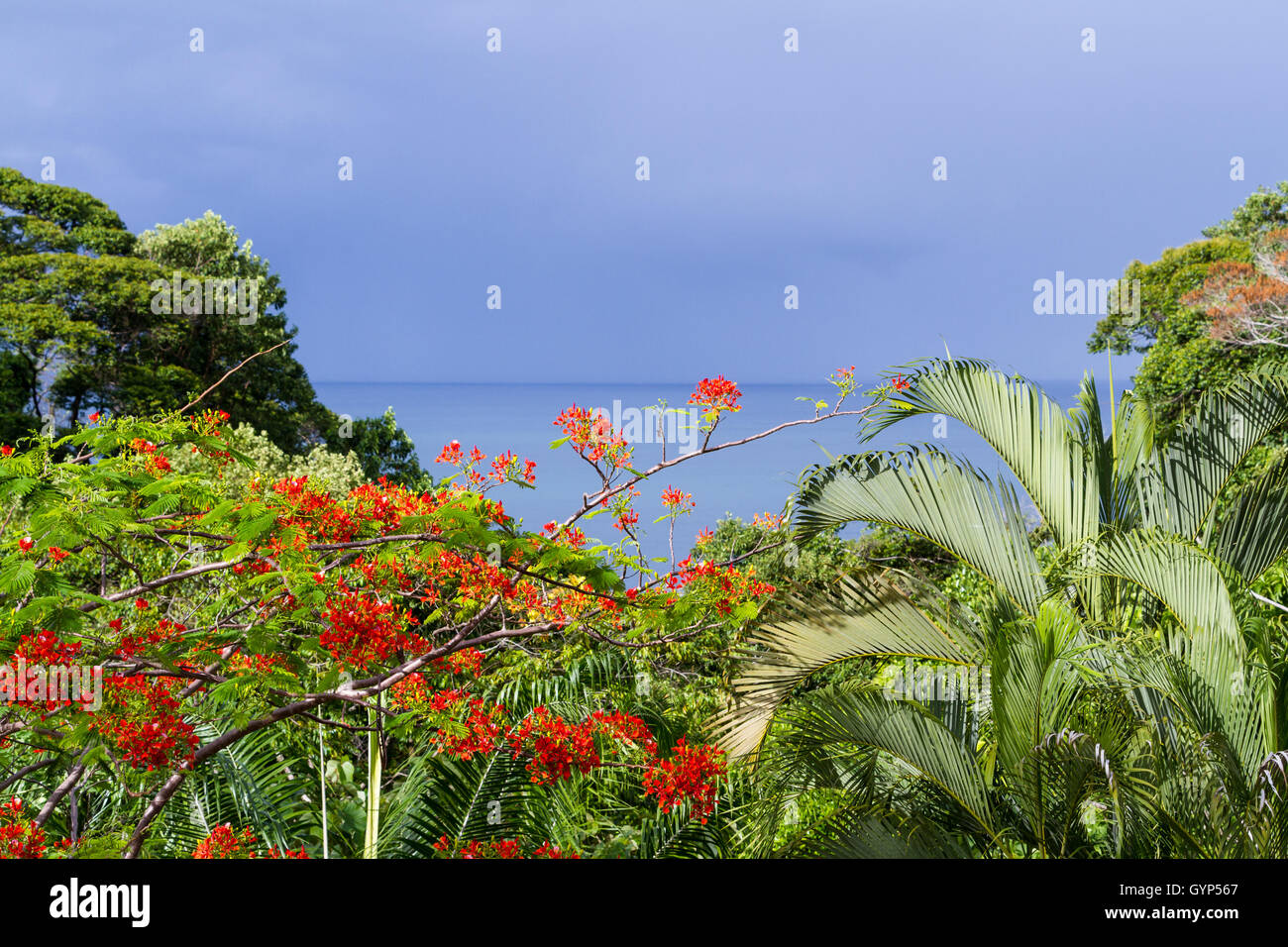 beautiful and peaceful view of the pacific ocean thru a lush jungle ...