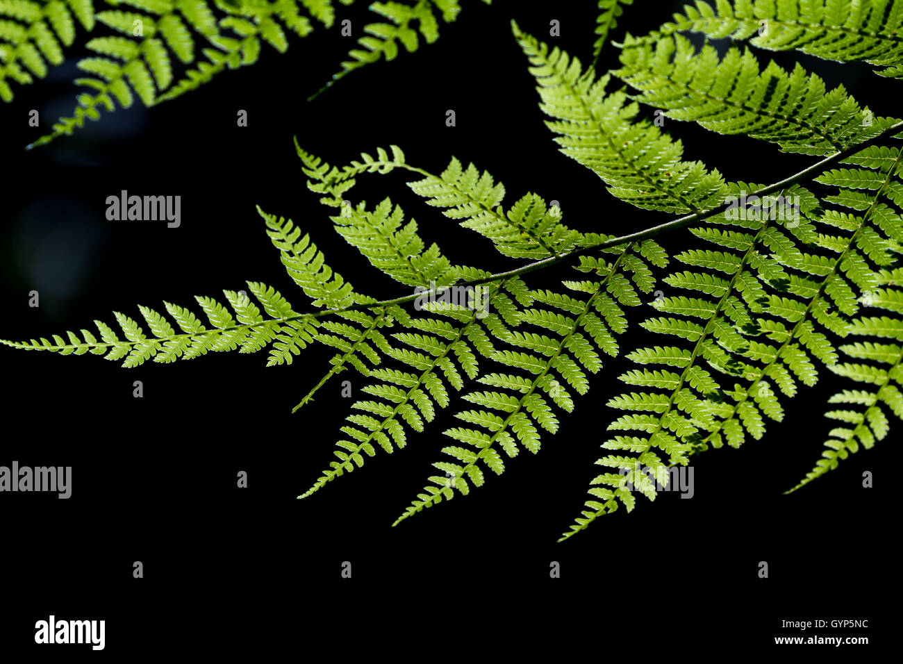 high contrast image with a glowing green fern with the dark jungle in ...