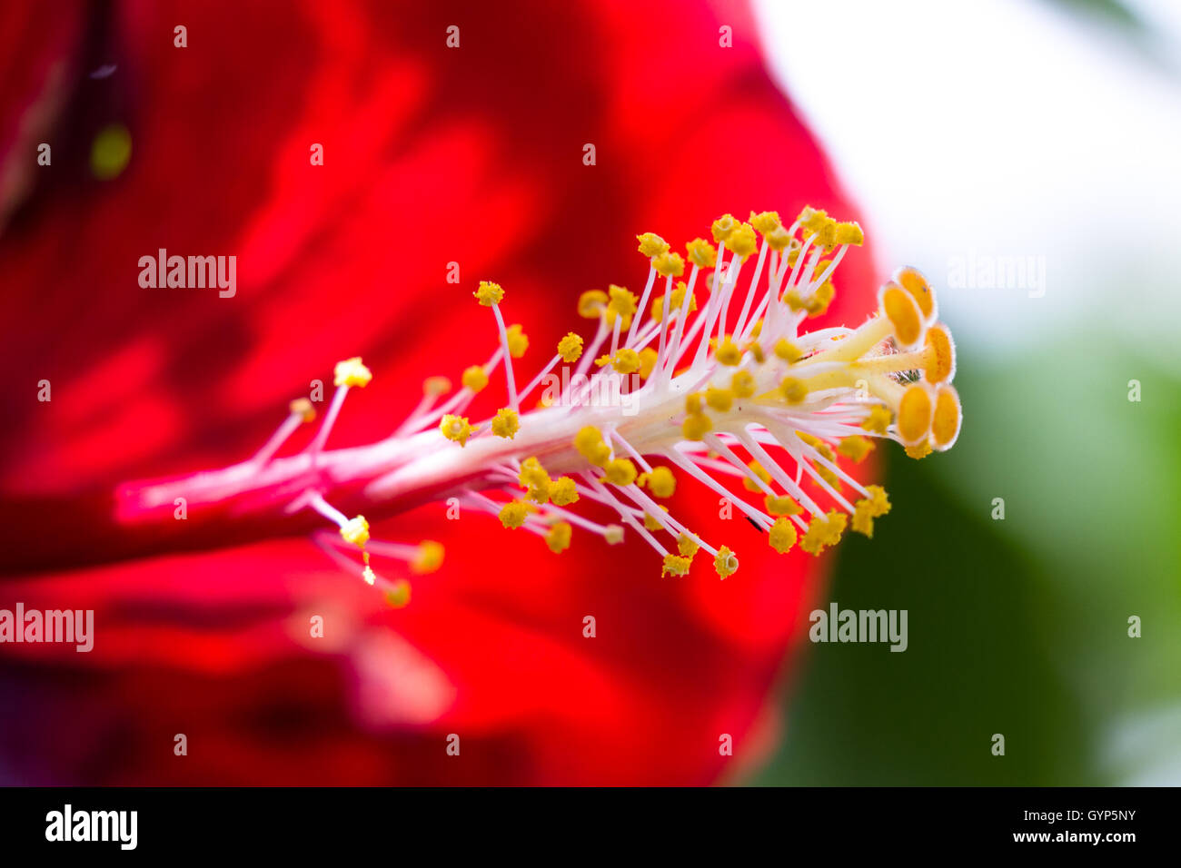 close up of the pollen pods in a red hibiscus flower in Costa Rica ...