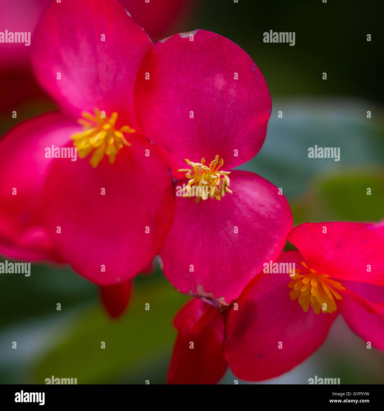 close up of a pink begonia bloom over a green natural background in ...