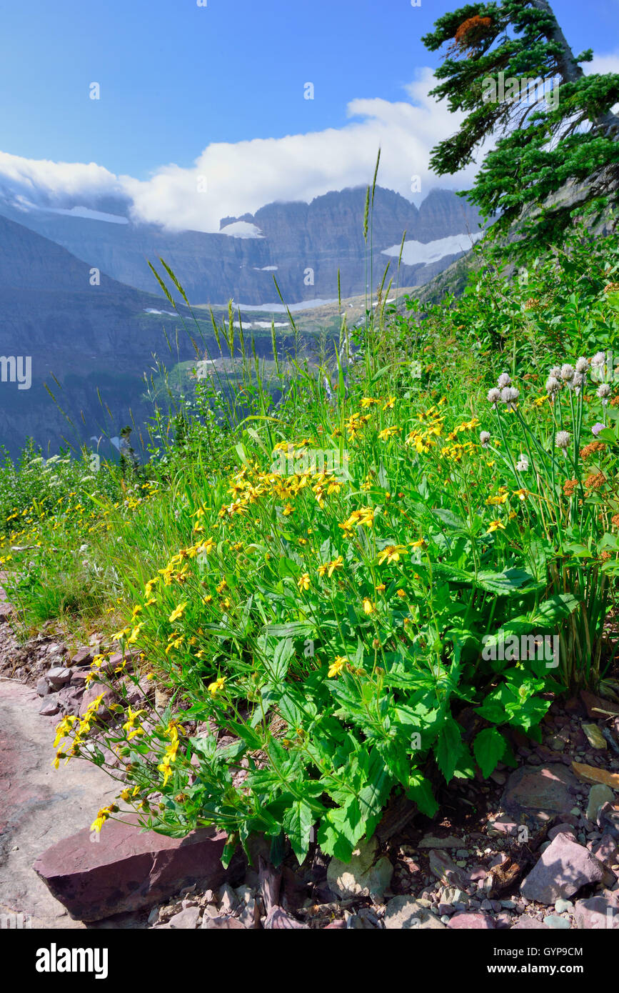 wild flowers in High alpine landscape on the Grinnell Glacier trail in ...