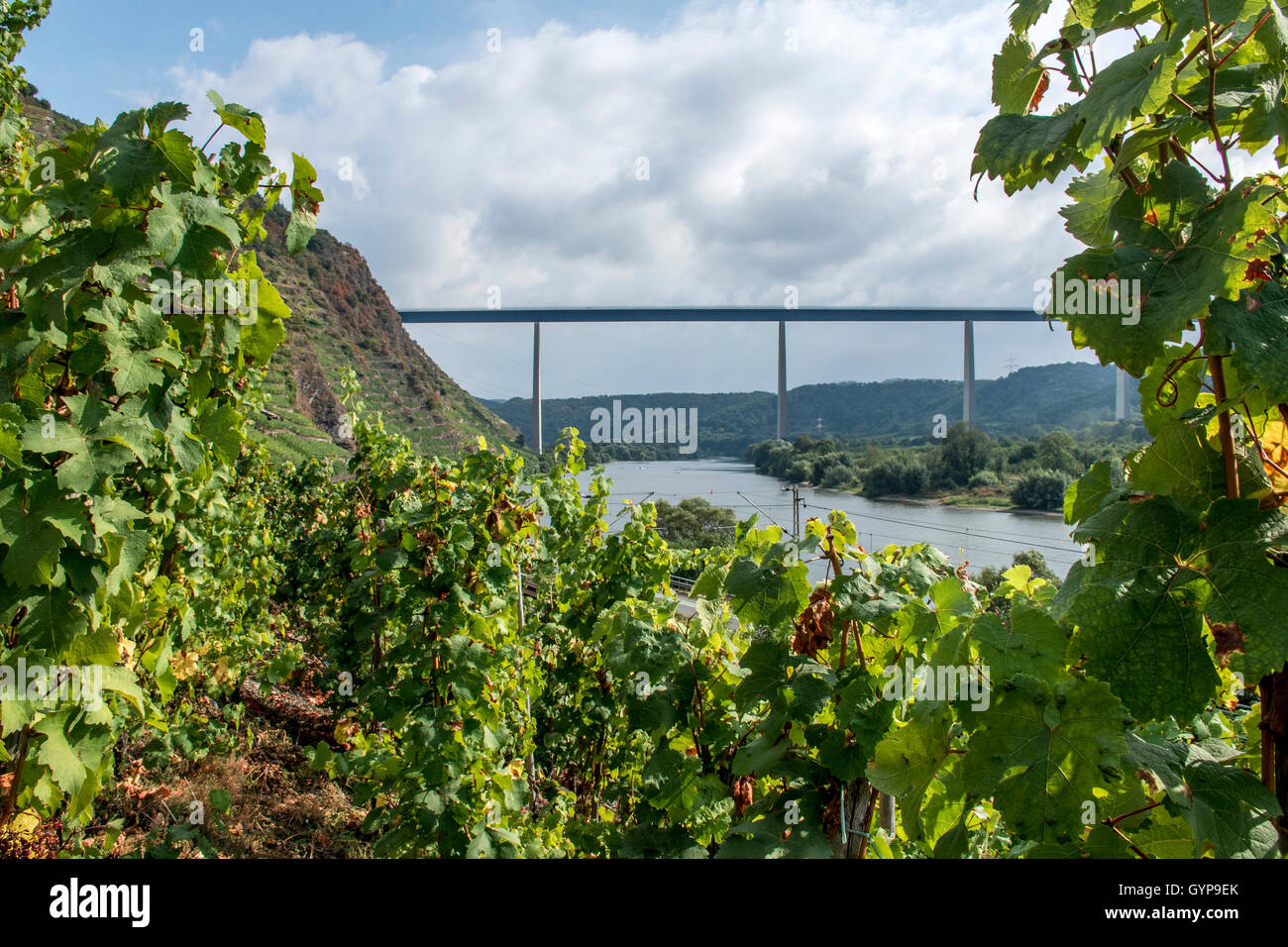 Famous German Wine Region Moselle River with bridge in Winningen 2 ...