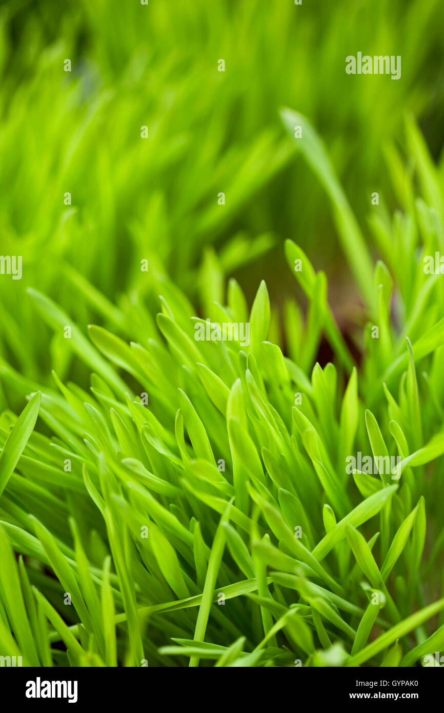 Fresh green grass in a garden in summer Stock Photo - Alamy