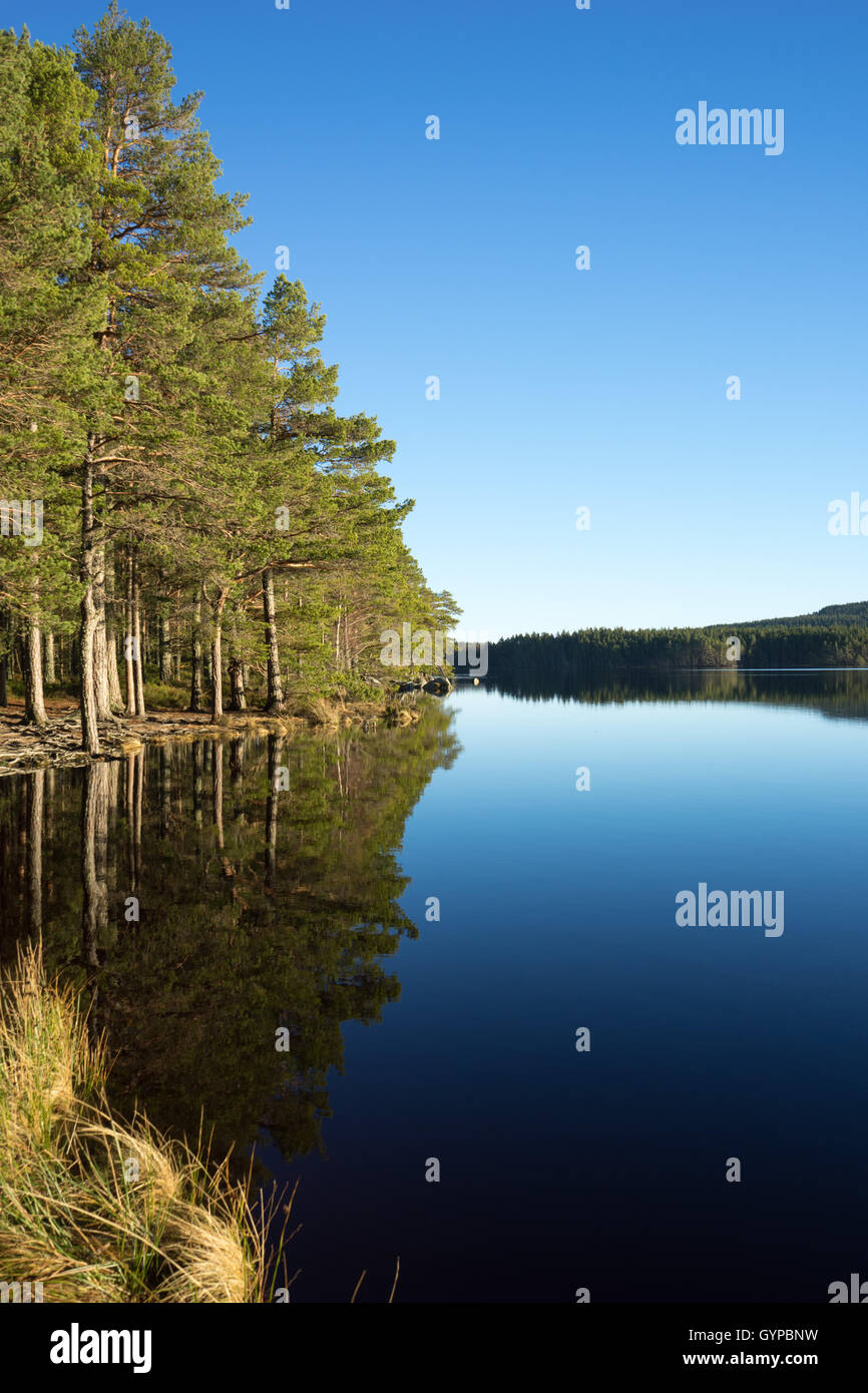 Calm pine tree reflections on still water on a blue sky day Stock Photo ...