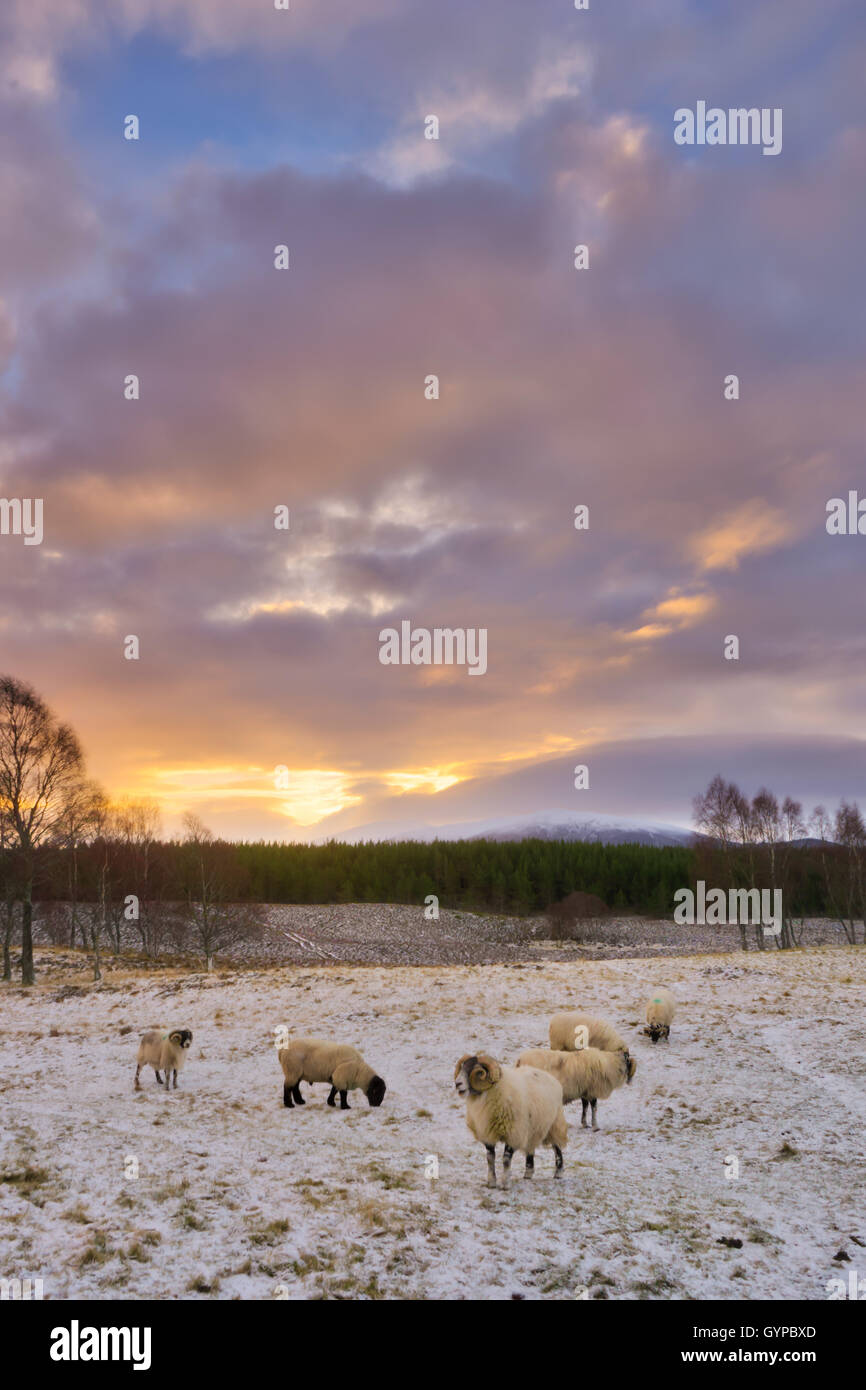 Sheep grazing in the winter snows and early morning sunshine Stock ...