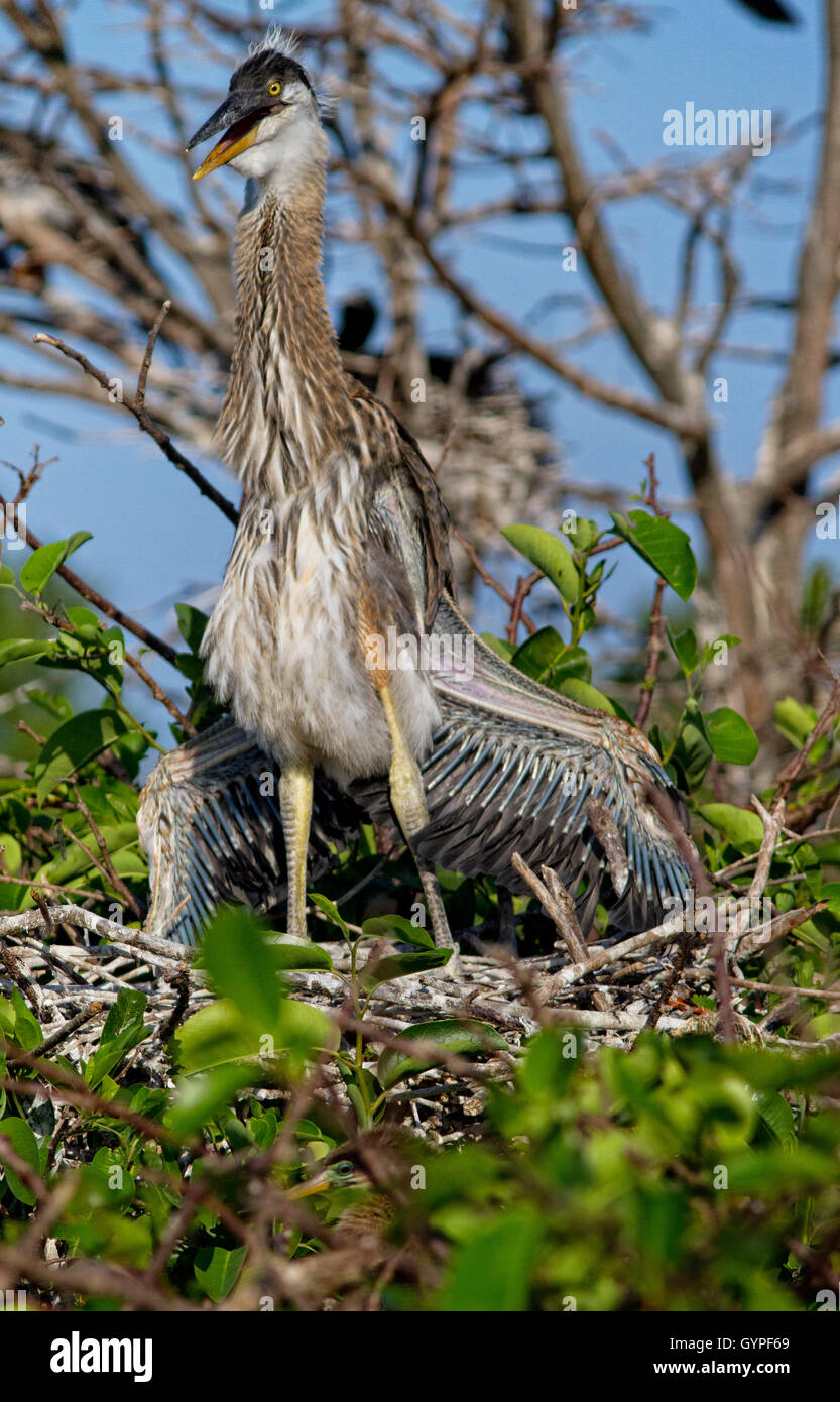 Great Blue Heron Juvenile Plumage