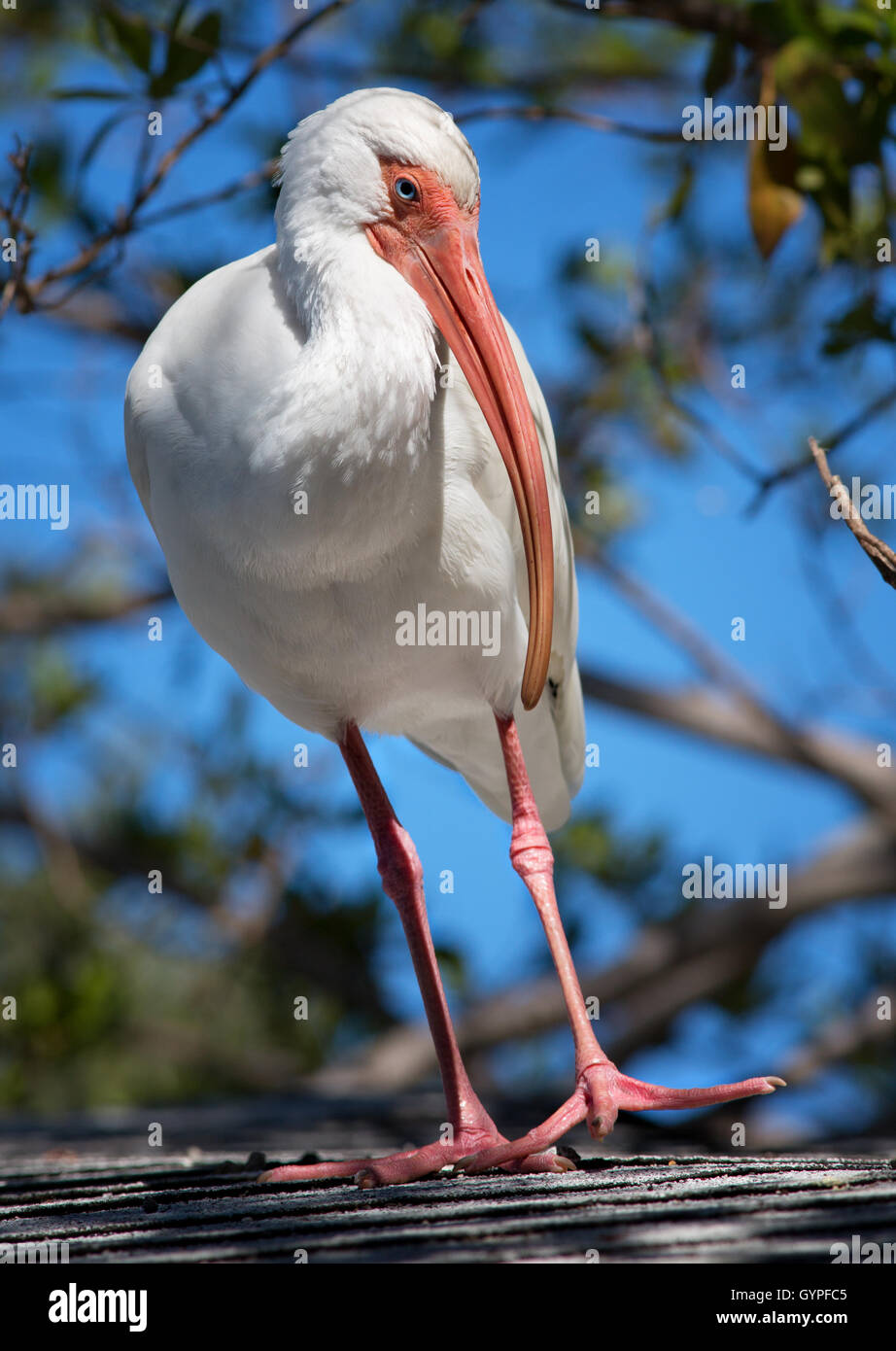 A White Ibis doing his happy dance as it walks along on a shingle roof ...