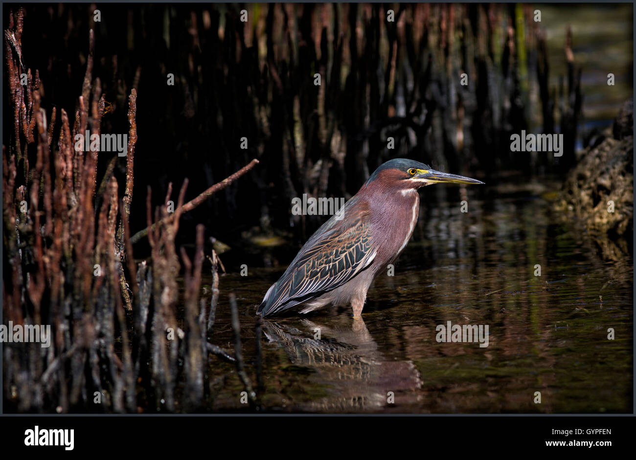 Pneumatophores hi-res stock photography and images - Alamy