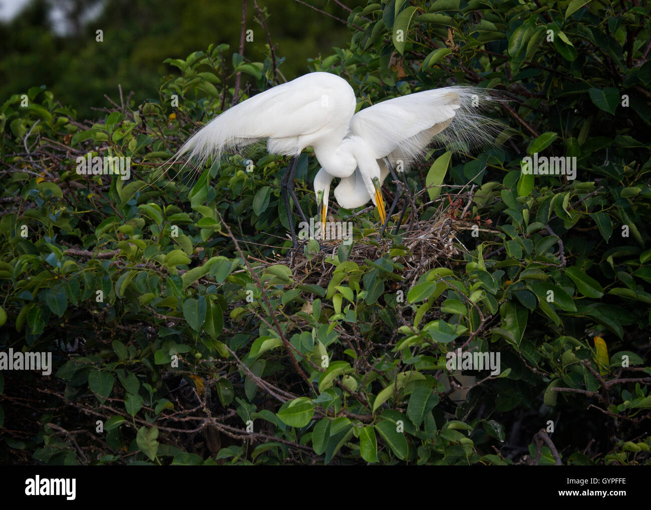 The mirrored body positions of these two diligent White Egret mates and ...