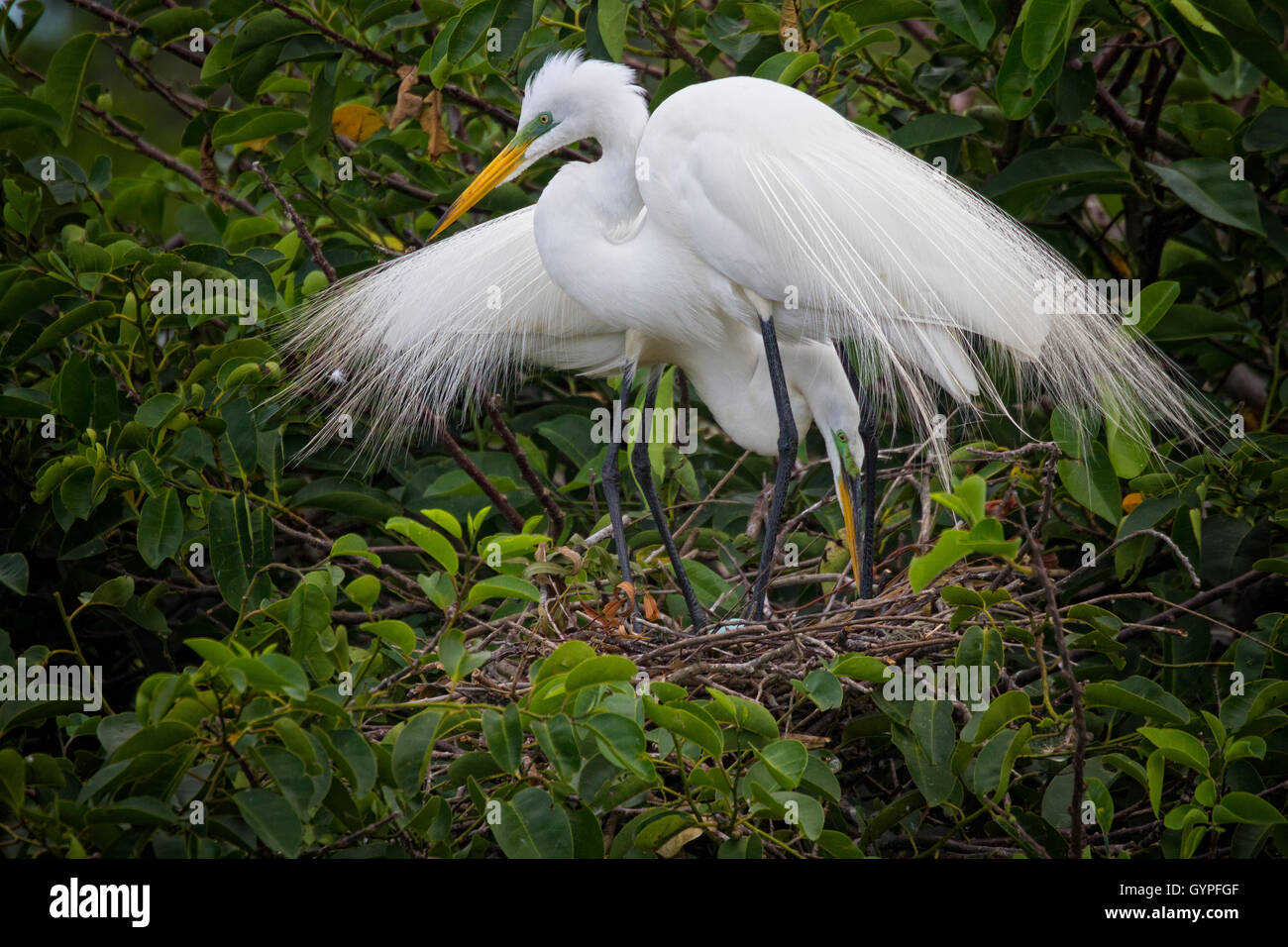 Egret mating plumage hi-res stock photography and images - Alamy