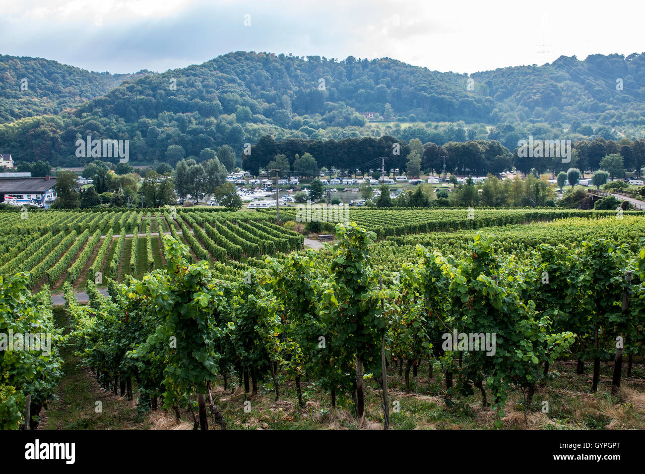 Famous German Wineyard Region Moselle River in Winningen 2 Stock Photo ...