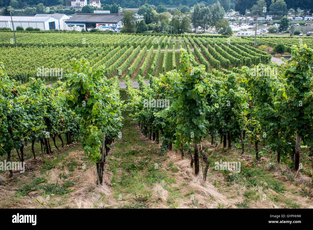 Famous German Wineyard Region Moselle River in Winningen 3 Stock Photo ...