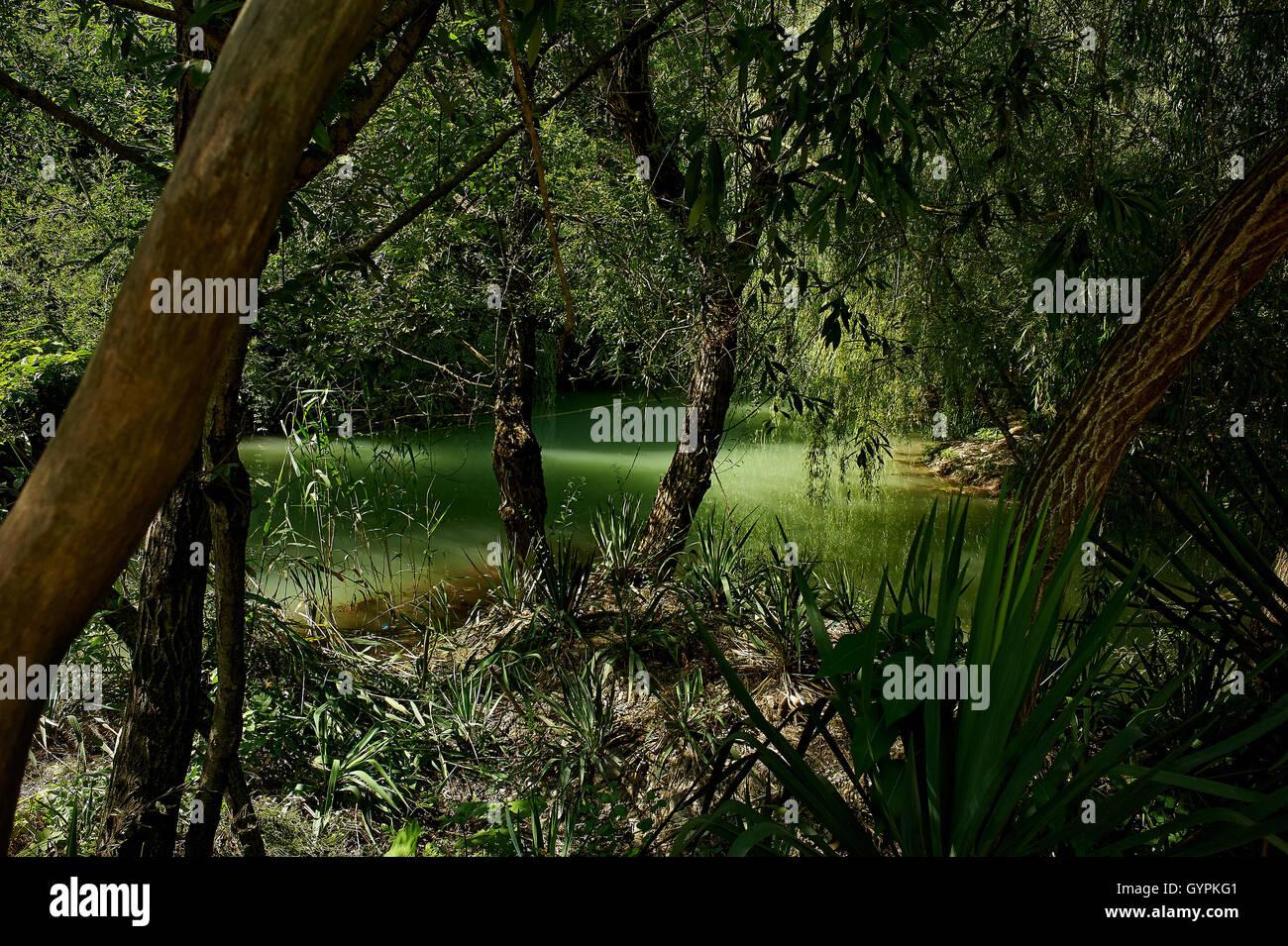 The lake in the Bush, with the glowing green water Stock Photo - Alamy