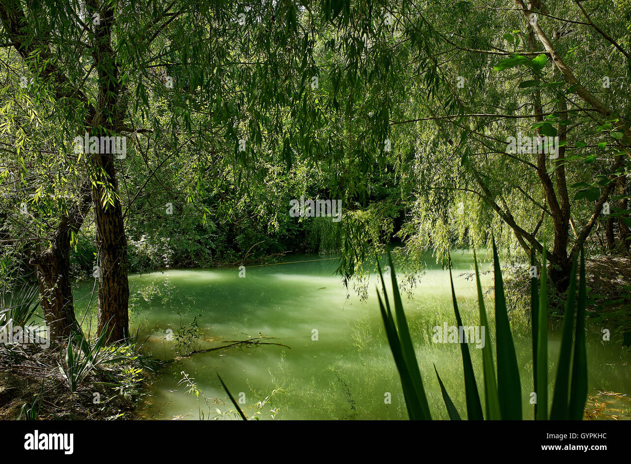 The lake in the Bush, with the glowing green water Stock Photo - Alamy