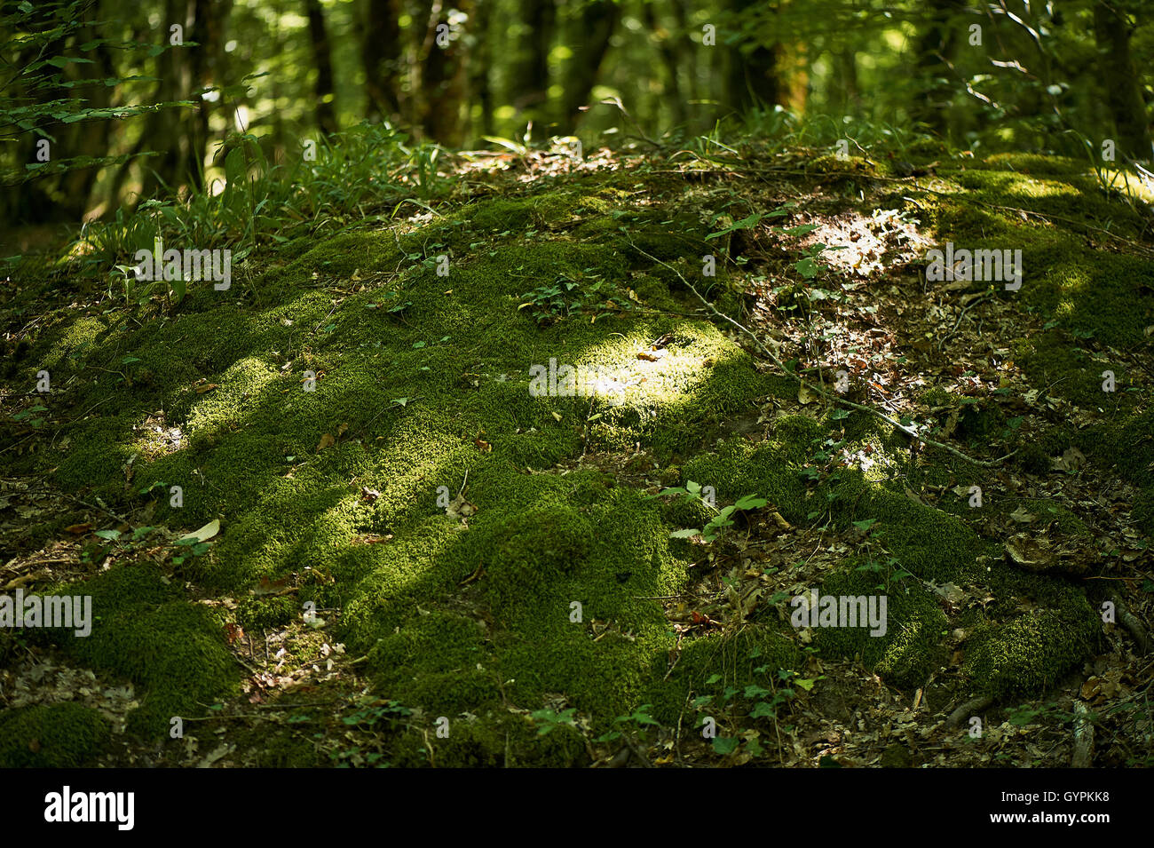 Light rays on a lush green moss Stock Photo - Alamy