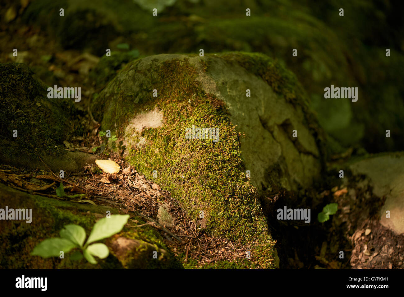 Light rays on a lush green moss Stock Photo - Alamy