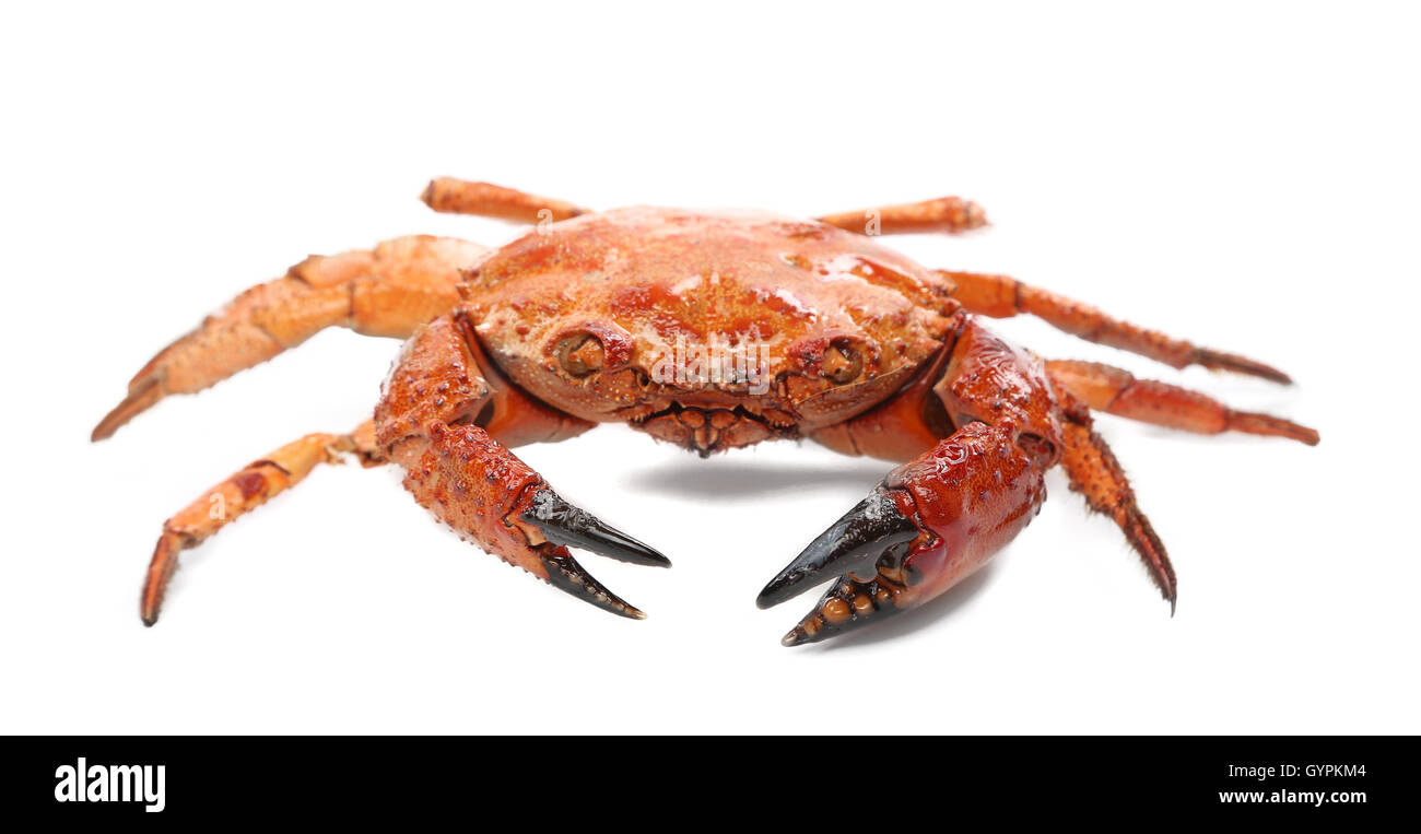 Close up of seafood red crab Stock Photo - Alamy