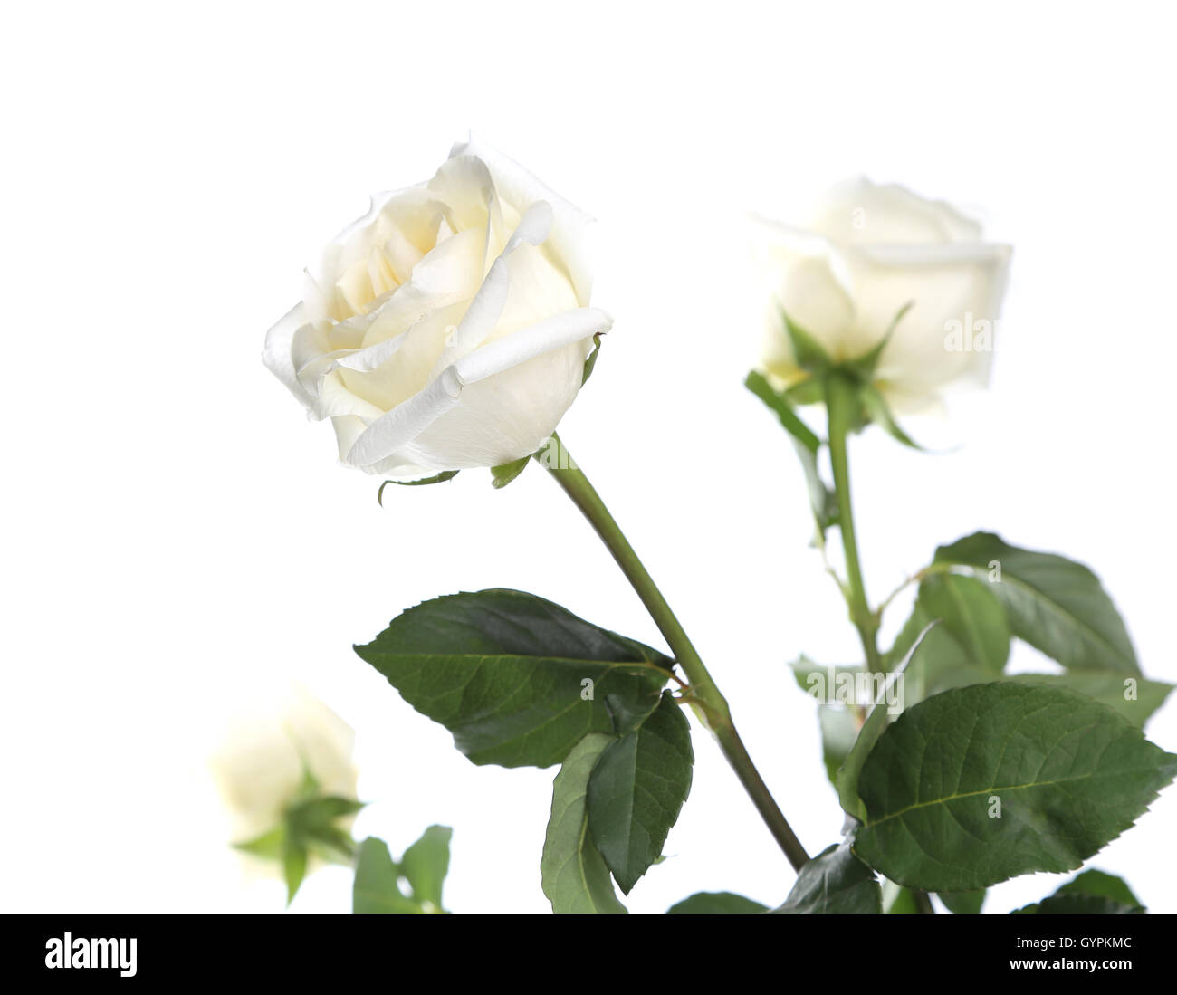 Three dozen roses hi-res stock photography and images - Alamy