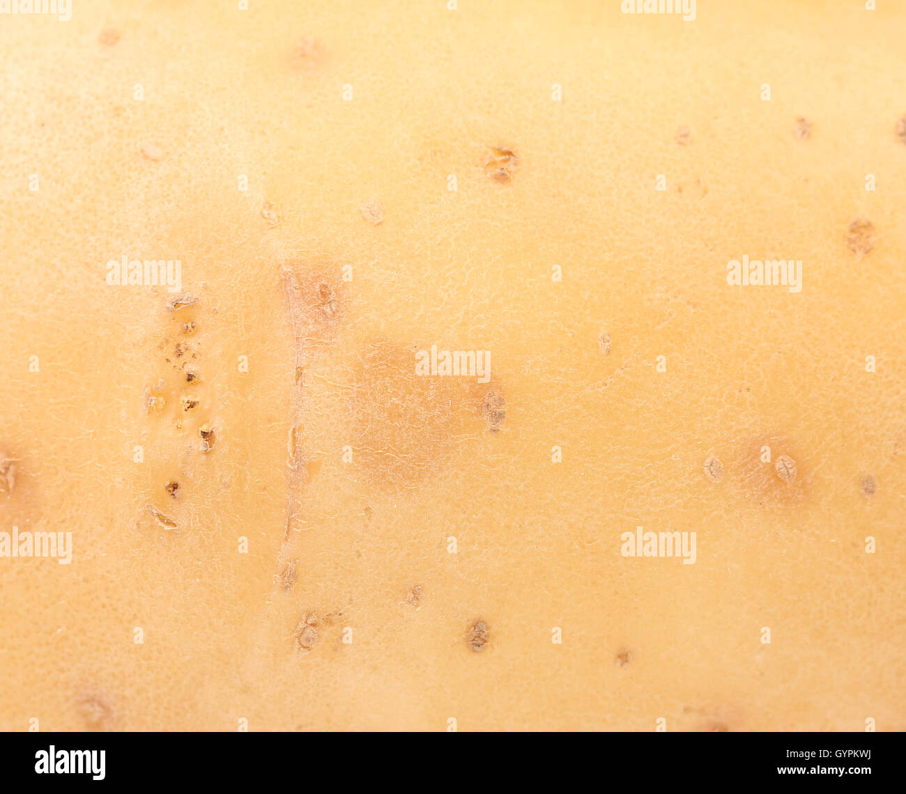 Fresh white potato. Close up Stock Photo - Alamy