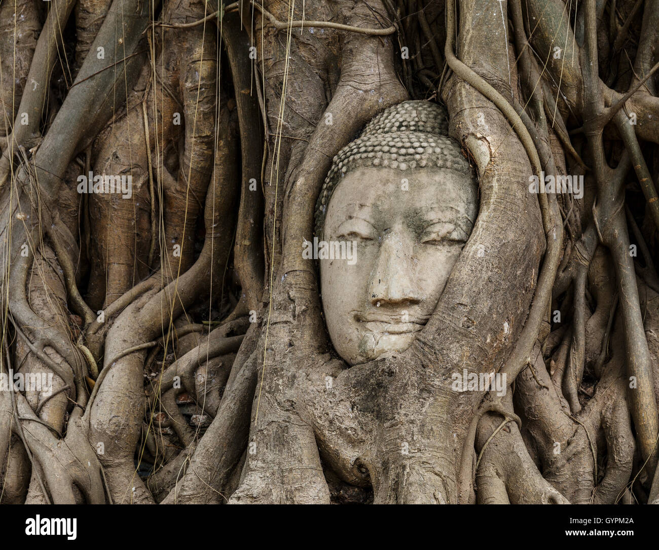 Buddha head in old tree Stock Photo - Alamy