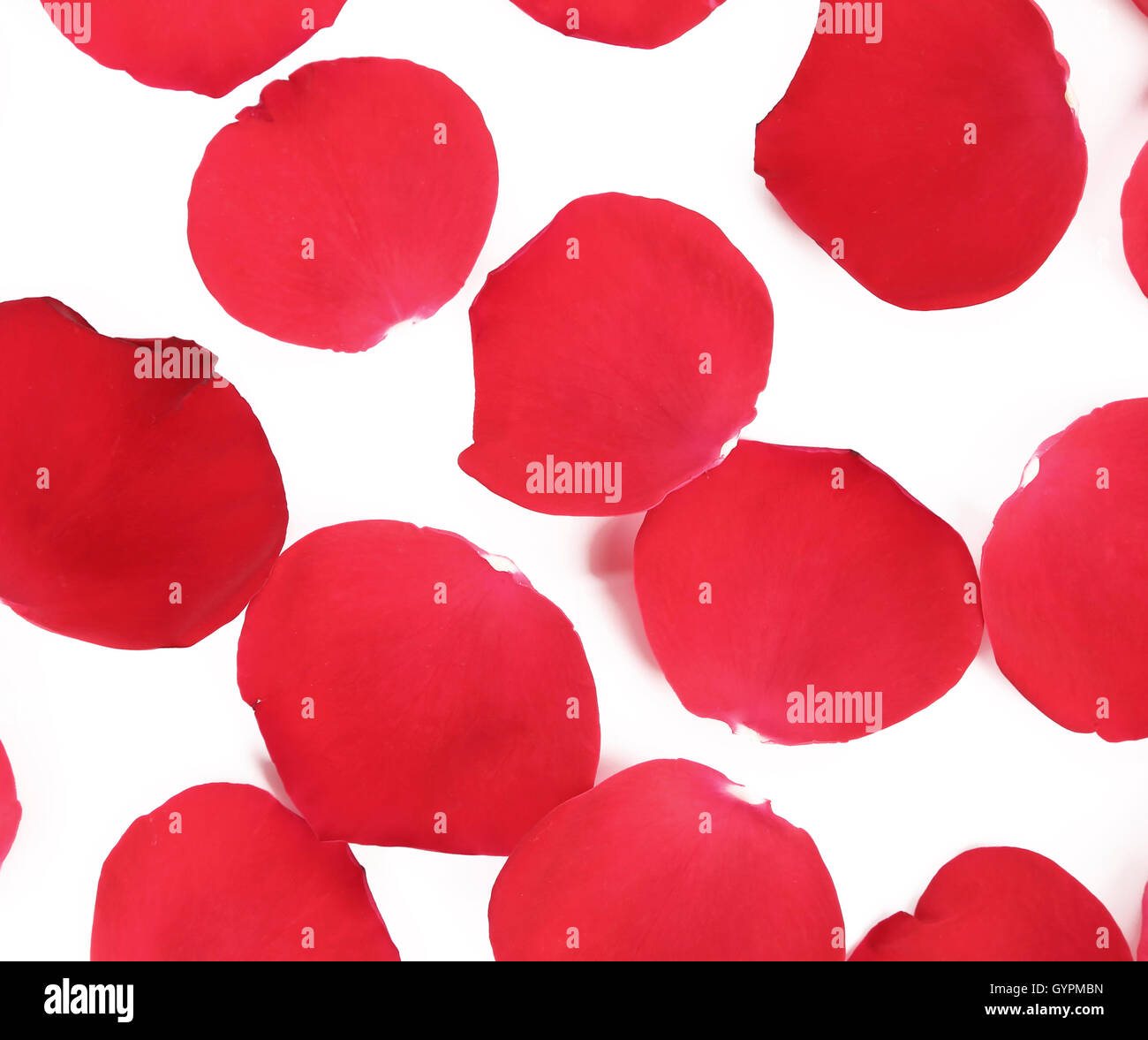 Red rose petals Stock Photo - Alamy