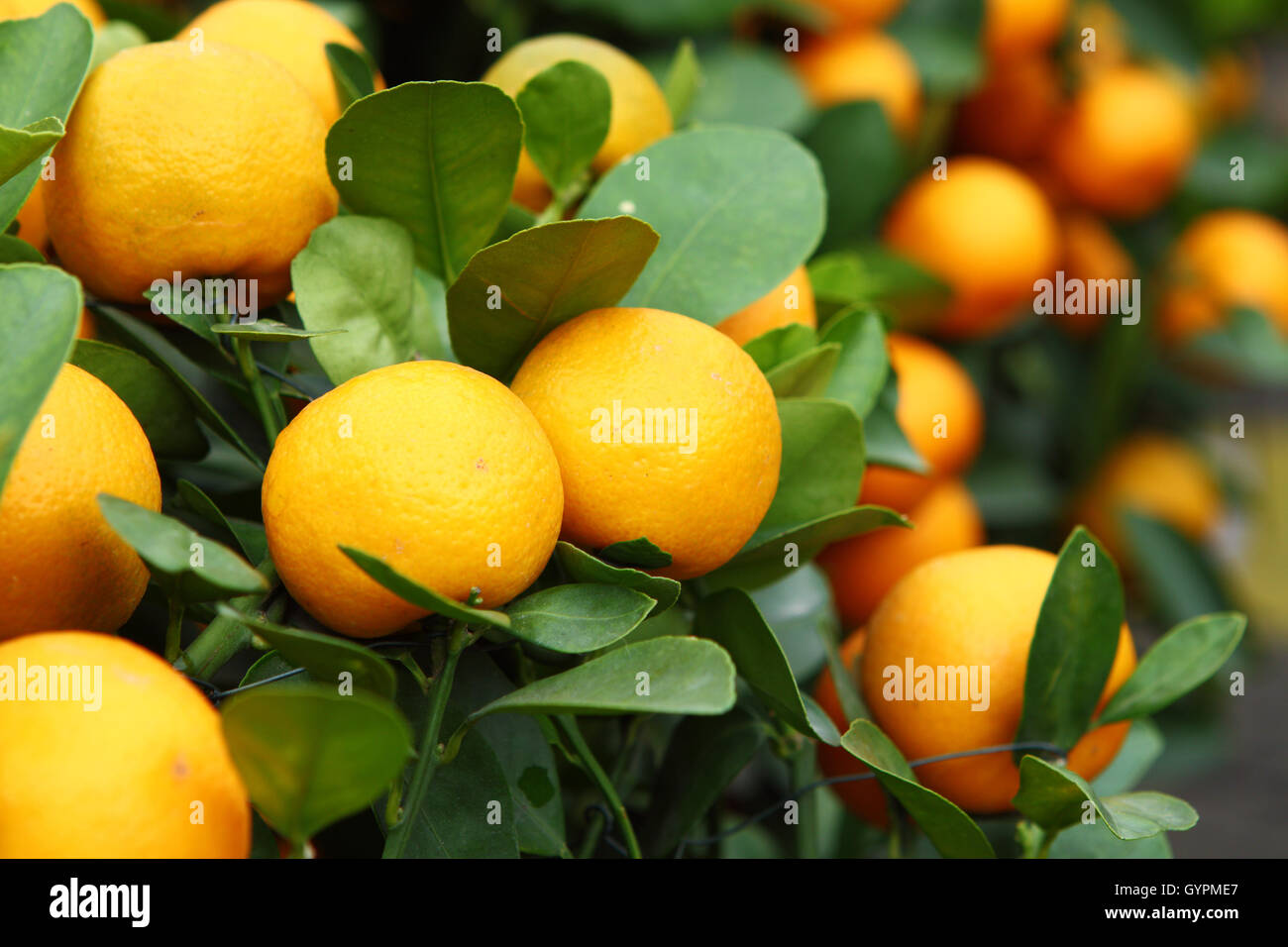 Mandarin close up Stock Photo - Alamy