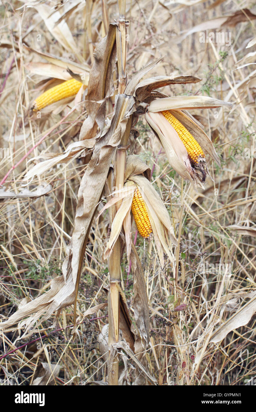 Yellow corn in agricultural field Stock Photo - Alamy