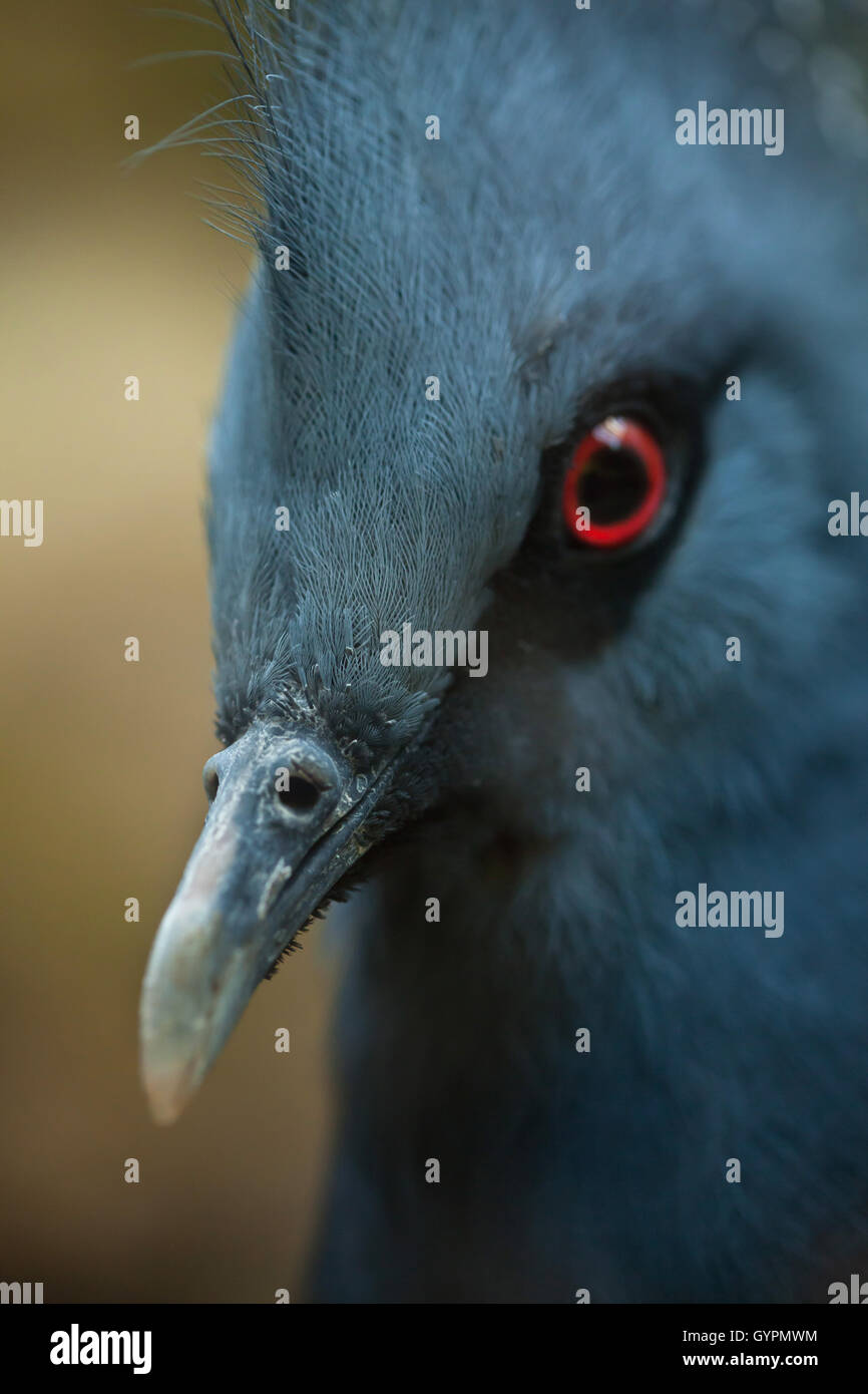 Victoria crowned pigeon (Goura victoria). Wildlife animal Stock Photo ...