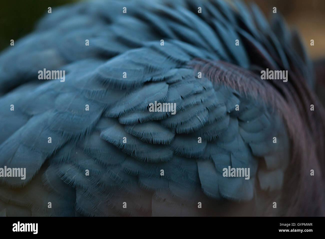 Victoria crowned pigeon (Goura victoria). Feather texture Stock Photo ...