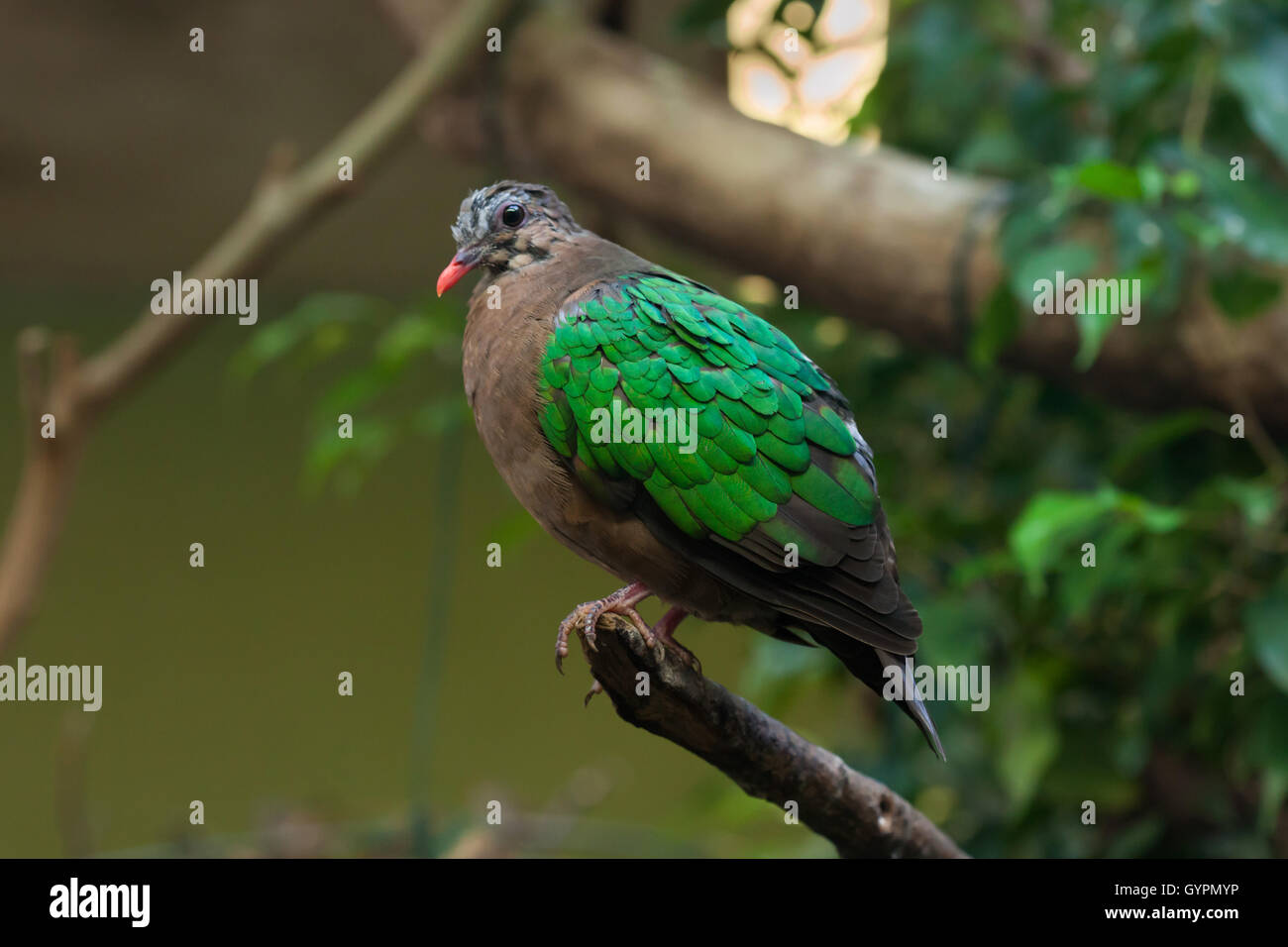 Common emerald dove (Chalcophaps indica). Wildlife animal Stock Photo ...