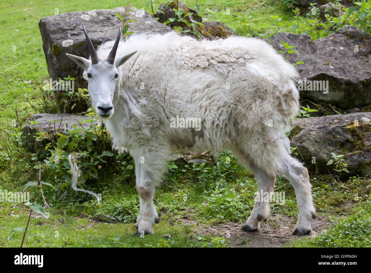 Mountain goat (Oreamnos americanus), also known as the Rocky Mountain ...