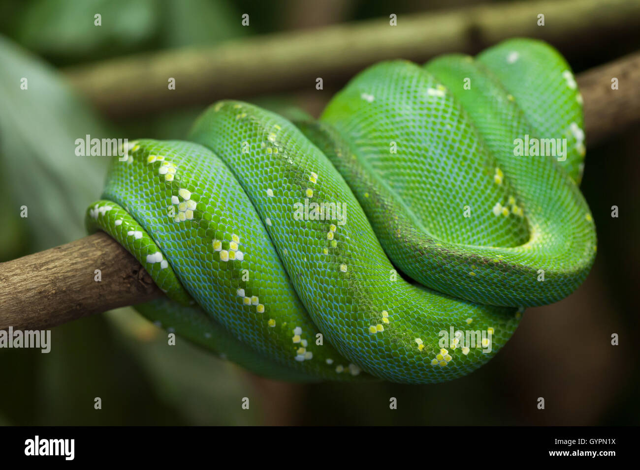 Green tree python jungle hi-res stock photography and images - Alamy