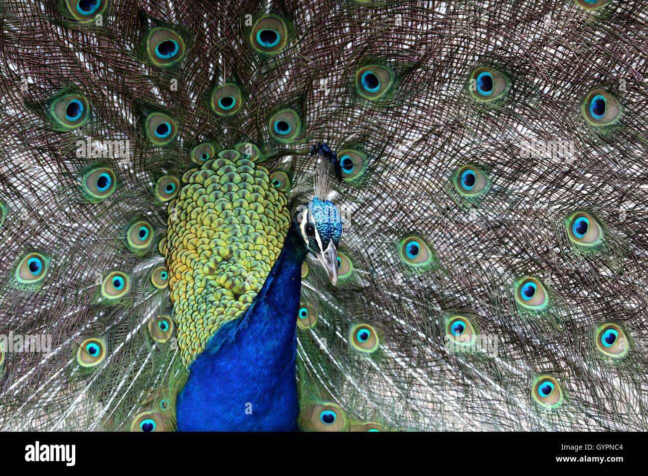 Feather display hi-res stock photography and images - Alamy