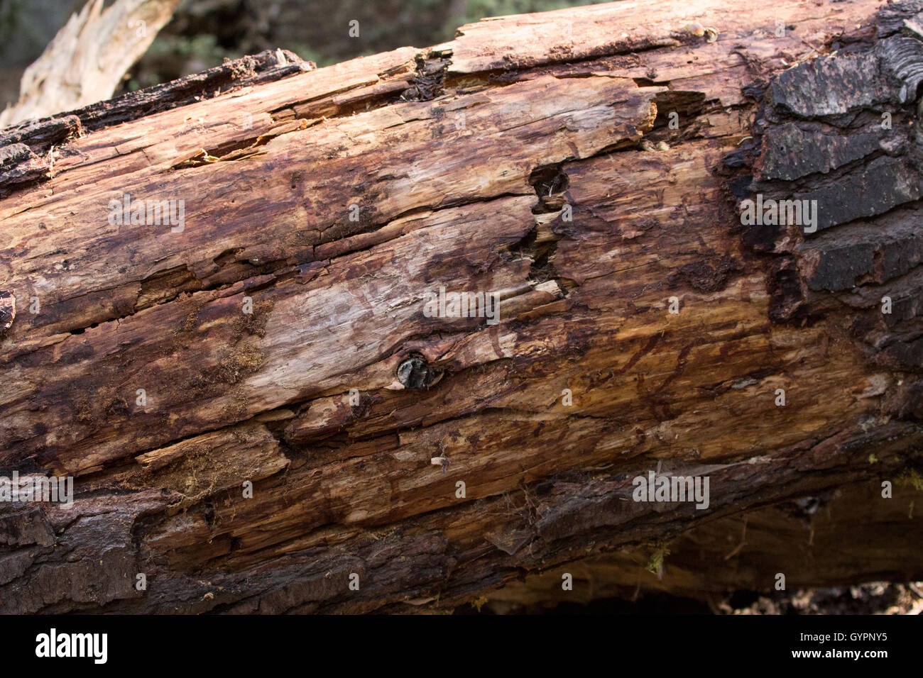 Fallen Log in the Forest Stock Photo - Alamy