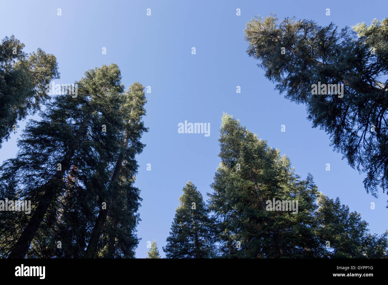 Low Angle Shot of Pine Tree tops Stock Photo - Alamy